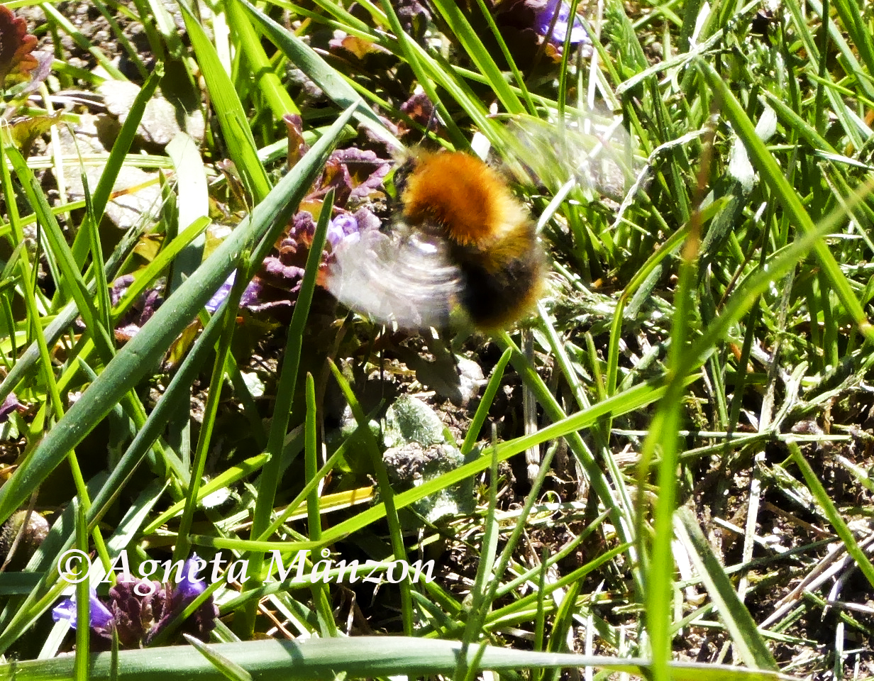 Bo på landet: Humla