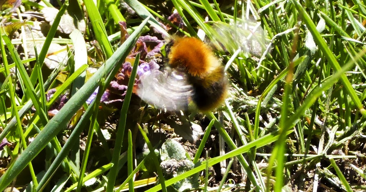 Bo på landet: Humla