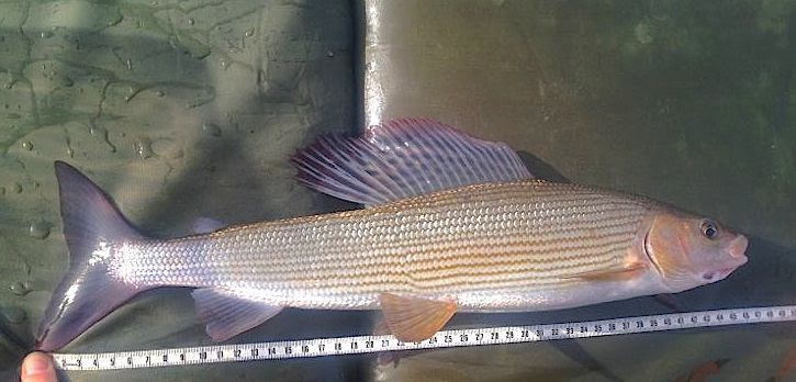 Fiskeblogg - en fiskedagbok: En helg med variert fiske - Oslofjorden 14 ...