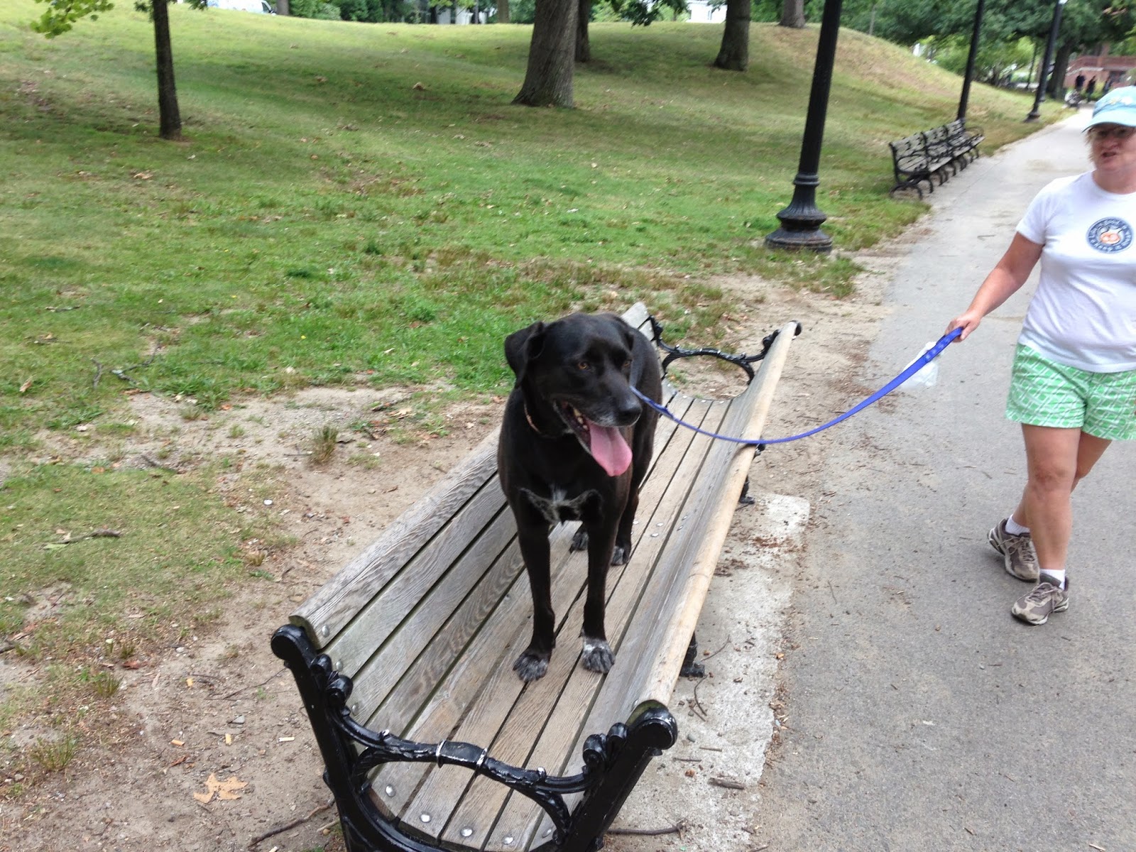 Gabi the Dog Has a Blog!: Check out this bench!
