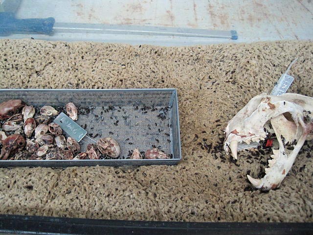 Taxonomic Collections: Preparation of mammal skulls