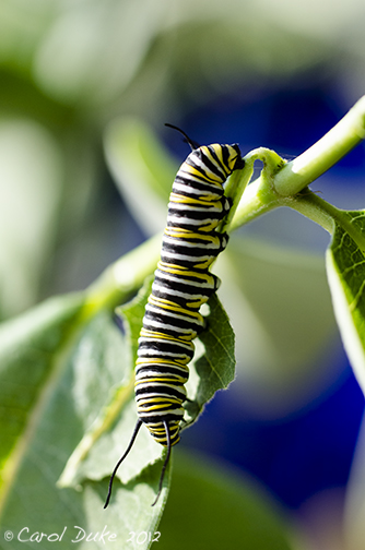 Flower Hill Farm: Monarch Butterfly Life Cycle: A Metamorphosis ~ Part ...