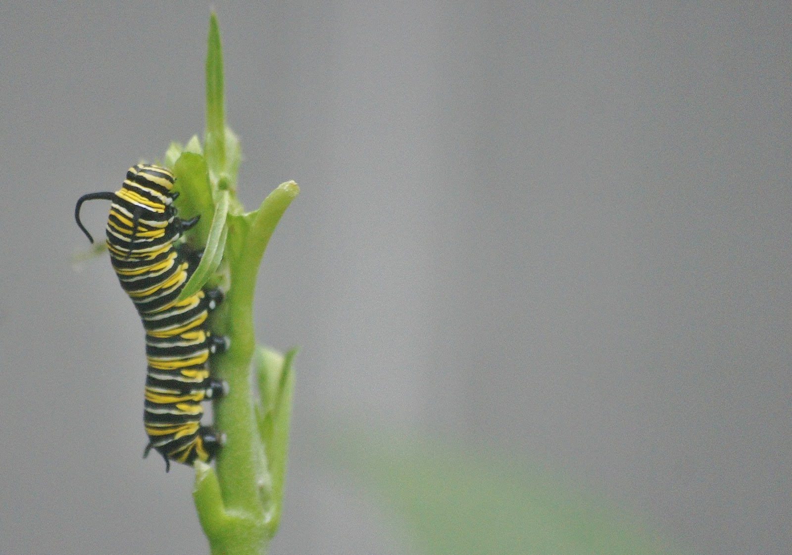 AMSTERDAMSE WATERLEIDINGDUINEN AWD: Tropische Vlinders
