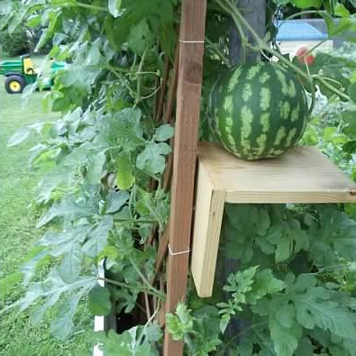 Vegetable Gardening with Mike the Gardener: Grow Watermelons in your ...