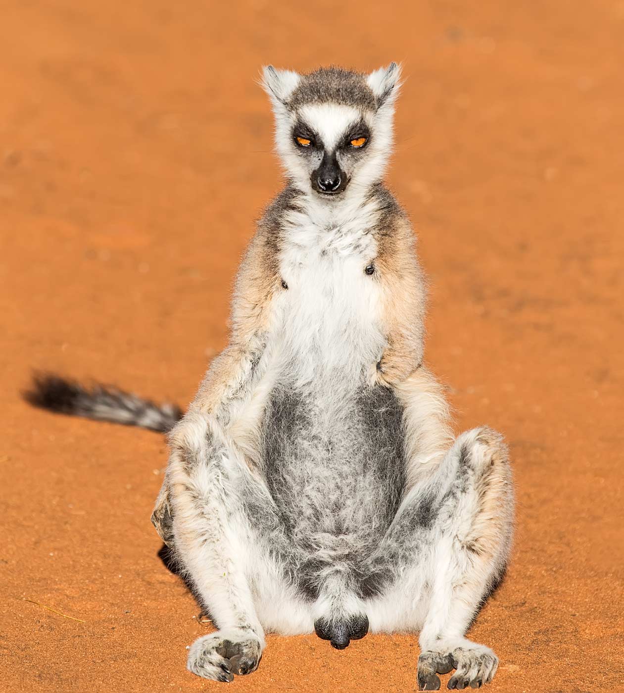 Jose E Hernandez World: Lemurs