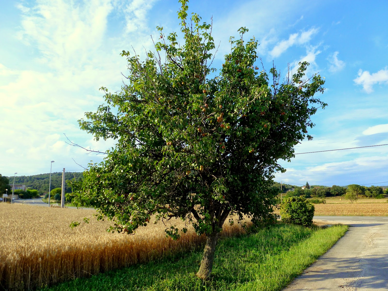 Árboles con alma: Peral. Perera. (Pyrus communis)
