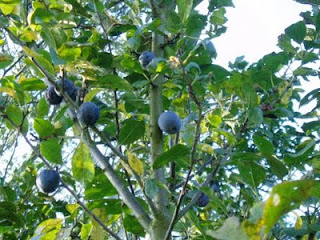 GARDEN blog - Κηπουρέματα: Δαμασκηνιά