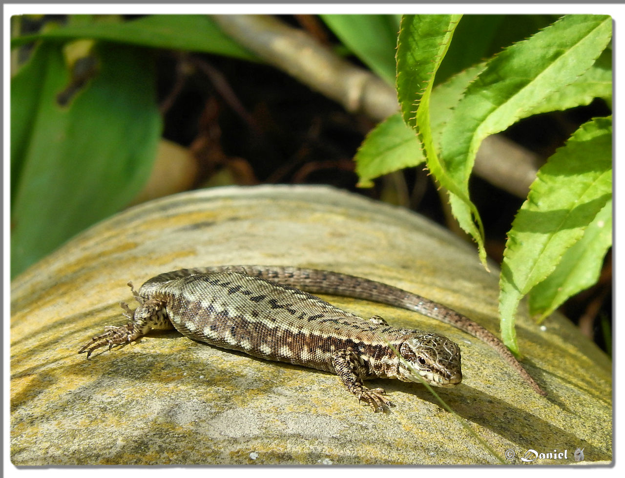 Chez Madeleine: Lezard