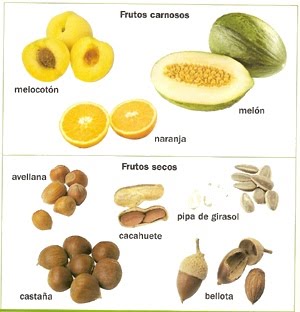 APRENDIENDO CIENCIAS: Clasificación de los frutos