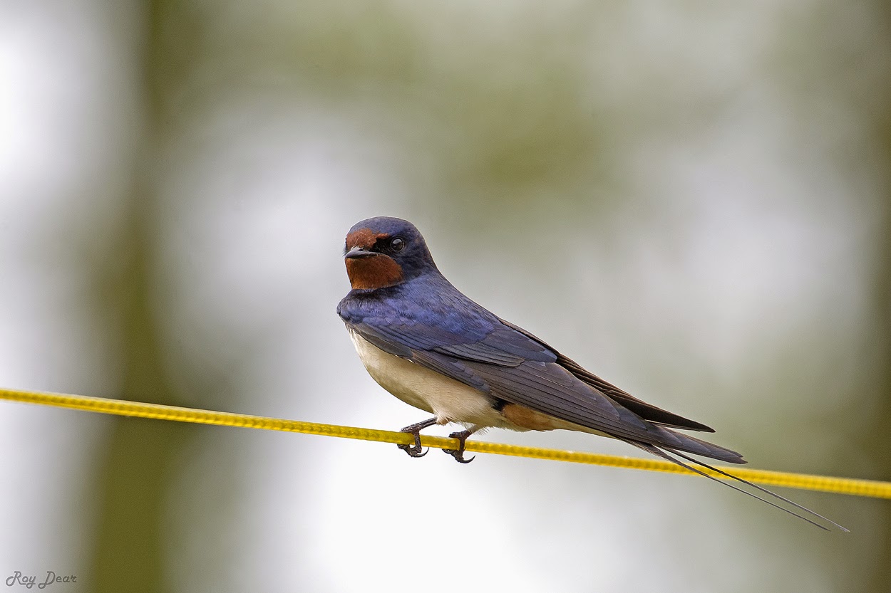 Foto's: Boerenzwaluw