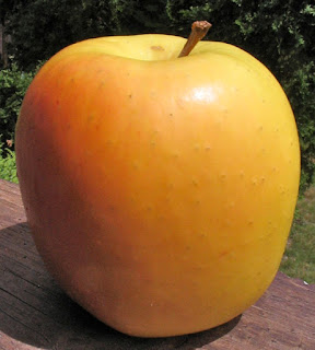 Tentation (Delbush) ** - Adam's Apples