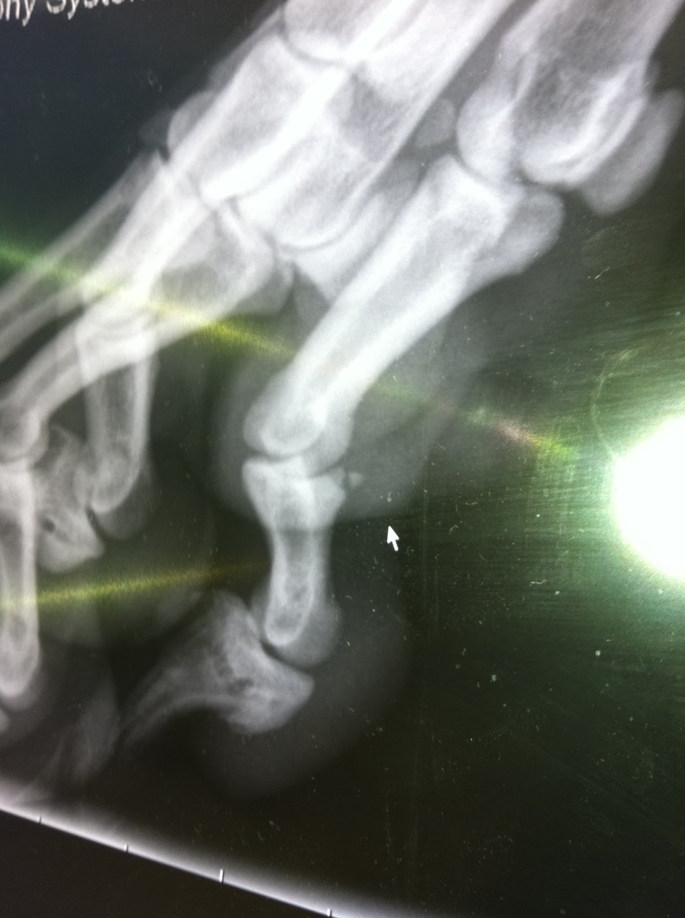 Aragon Greyhounds: Injured Toe