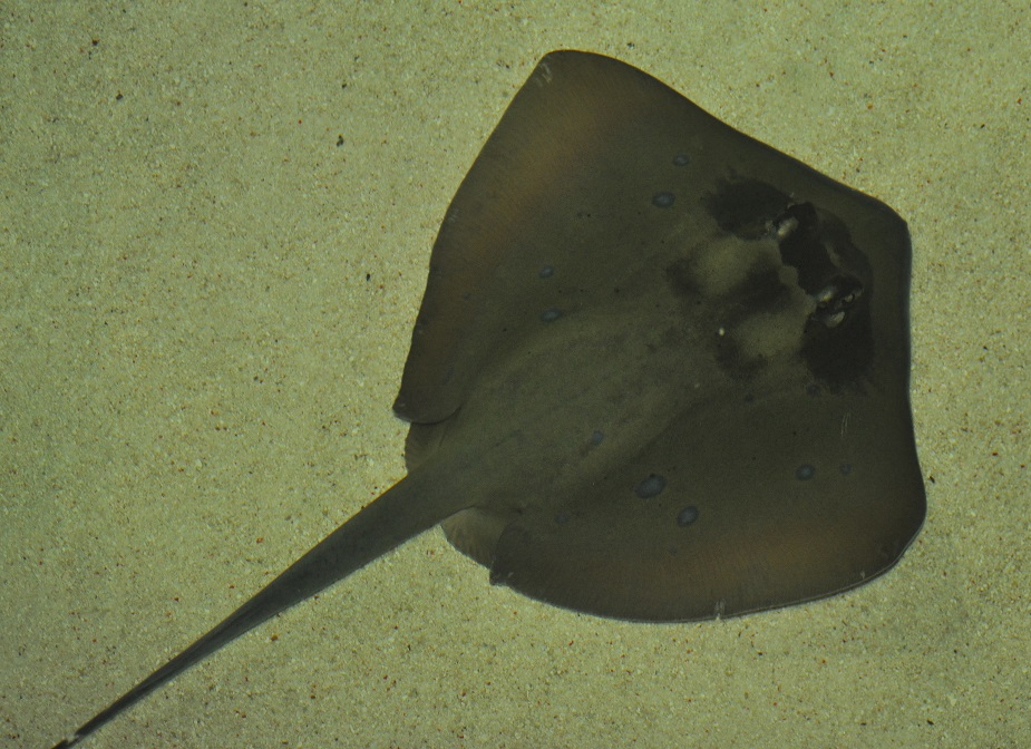 ZOOTOGRAFIANDO (6.100 ANIMALS): RAYA AZUL MANCHADA / BLUESPOTTED ...