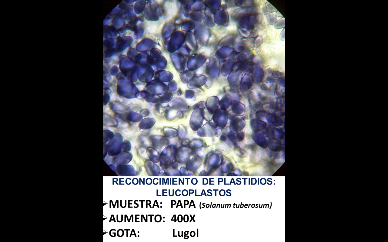 CIENCIA DE LA OCUPACION: mayo 2013