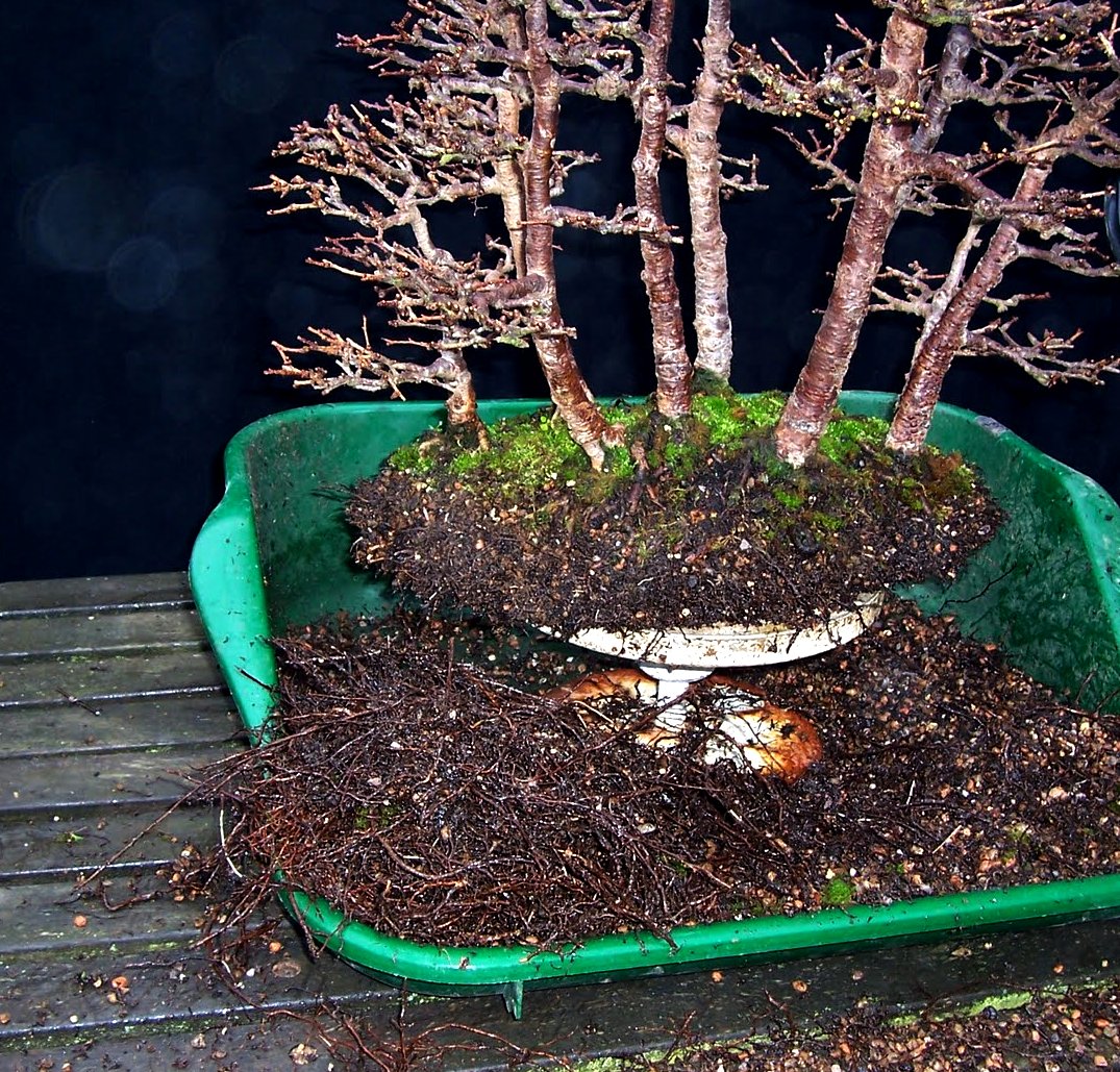 MiKo Bonsai: Larch Group re-pot