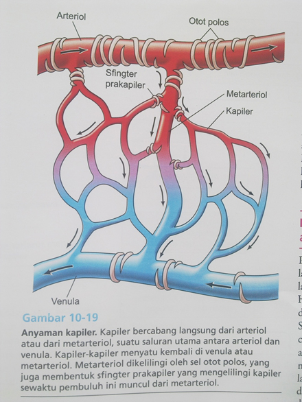 Look for Something?: Fisiologi Sirkulasi dan Mikrosirkulasi