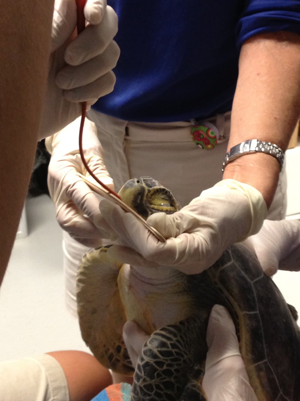 Sea Turtle Hospital: Eddie Suffers from Intestinal Coccidia Infection