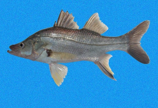 Artes de Pesca: VAMOS A PESCAR RÓBALO