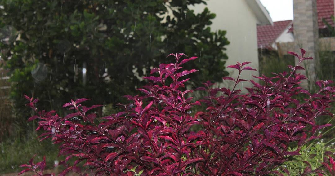 Las plantas y sus usos: Beneficios del escancel