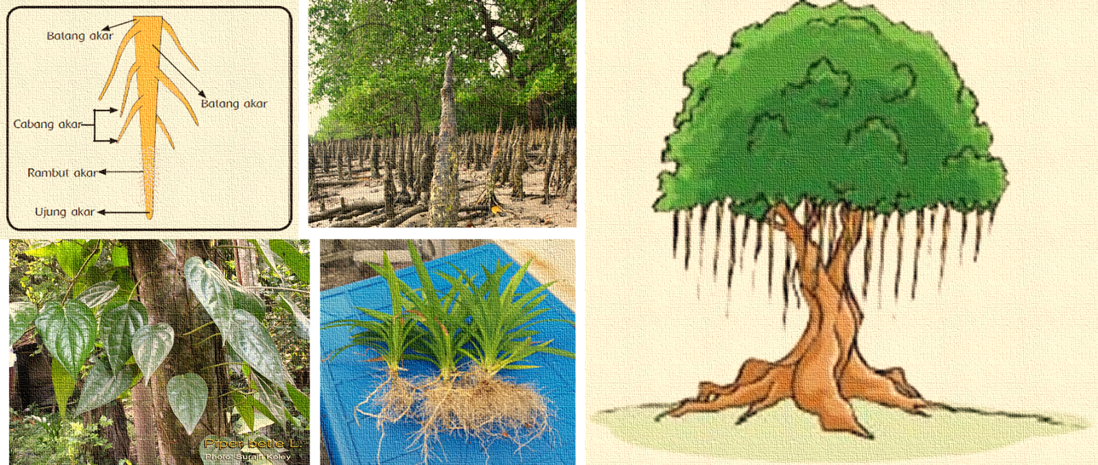 Akar (Bagian Tubuh Pada Tumbuhan)