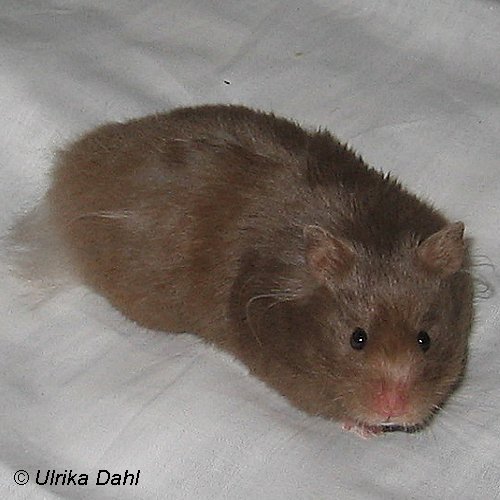 Färger | Guldhamster Hörnan