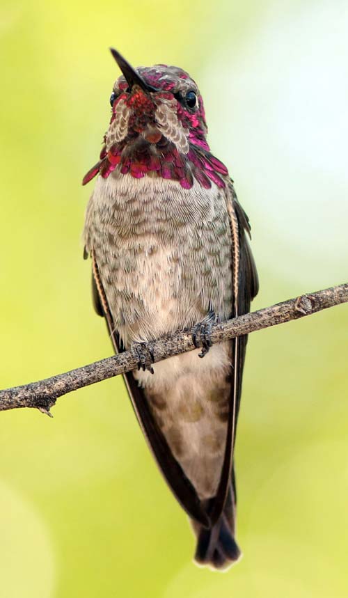 Birdernaturalist: My Buddy, the Violet-crowned Hummingbird