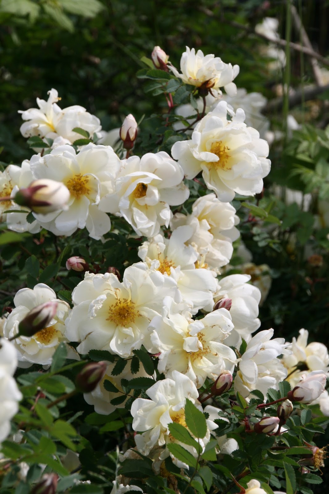 Kreativ Lycke: Pioner, Roser og Klematis