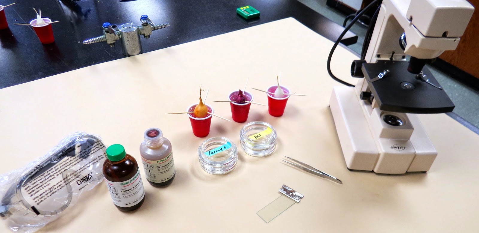 Amy Brown Science: Preparation of Chromosome Squashes