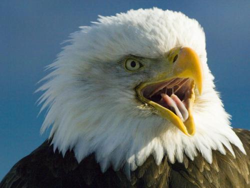 Funny Eagles widescreen Photos ~ unique animal wallpapers