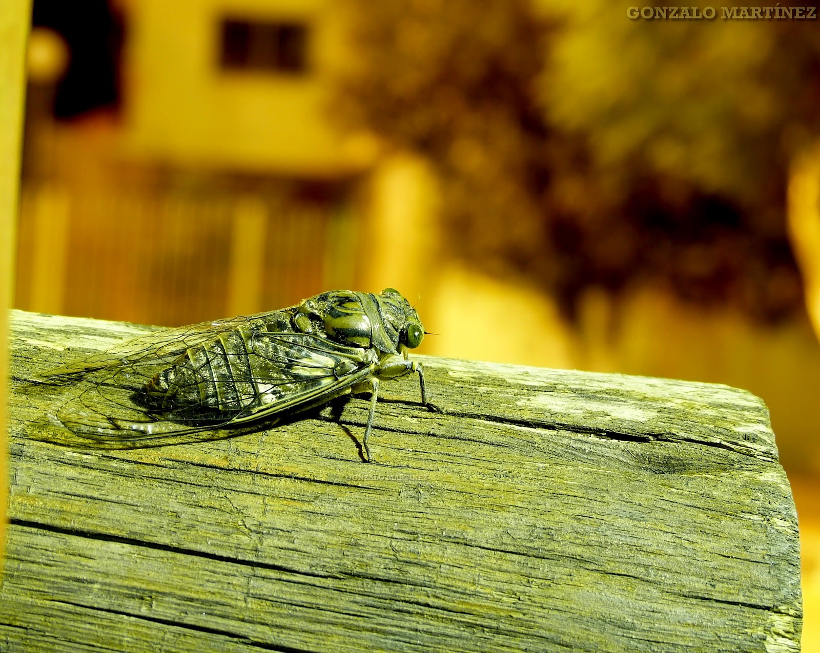 Photography-Fotografía: Insectos - Insects