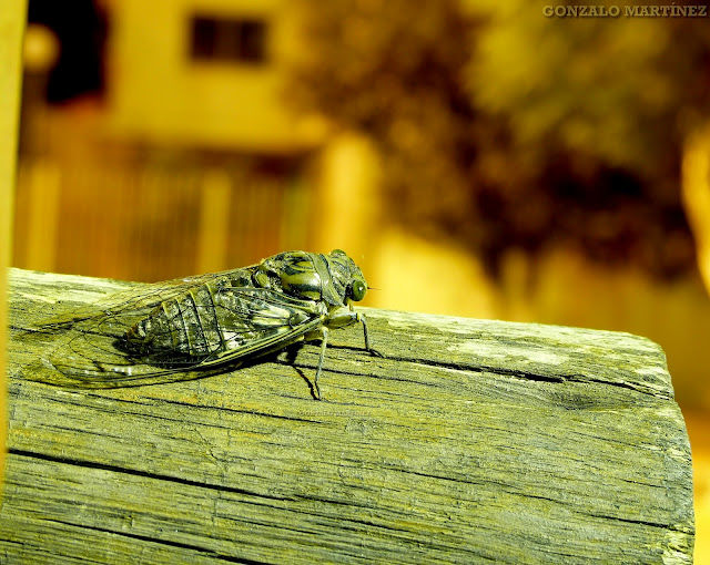 Photography-Fotografía: Insectos - Insects