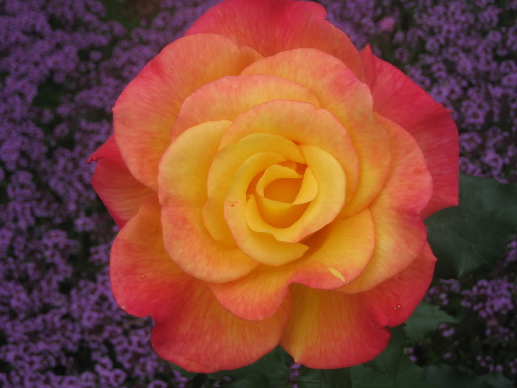 Beechwood Landscape Architecture and Construction: Rio Samba Rose ...