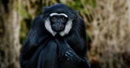 Inilah 4 Jenis Kera Yang Wajib Anda Ketahui - Ujaey Bob