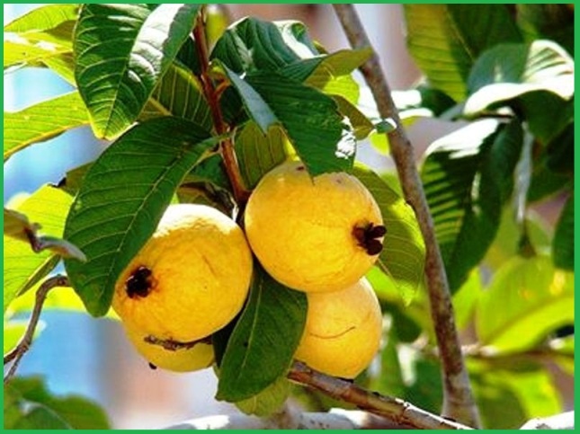 UMUHIMU WA MTI WA MPERA NA MATUNDA YAKE KIAFYA