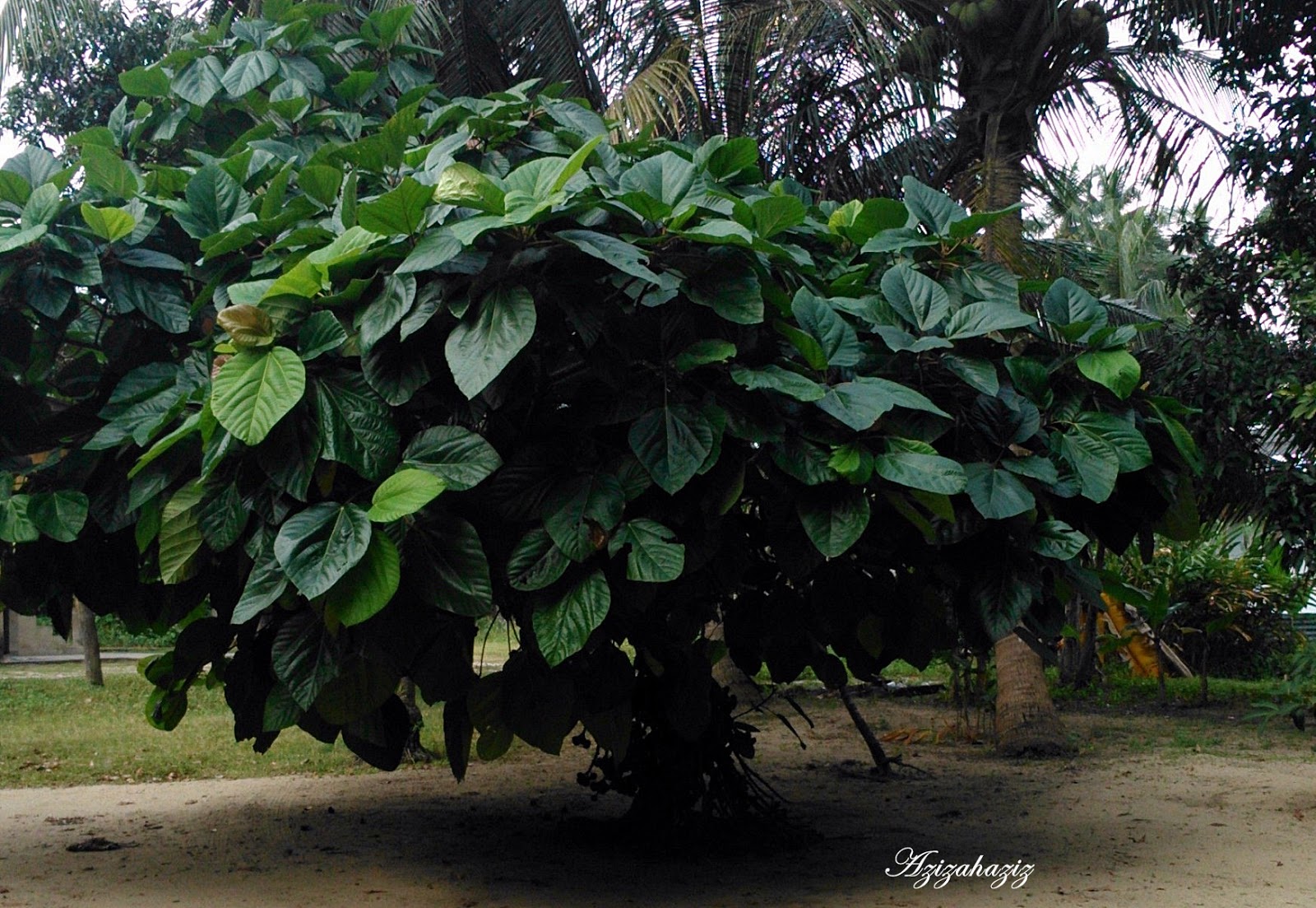 Coretanku: PokoK Buah Tin