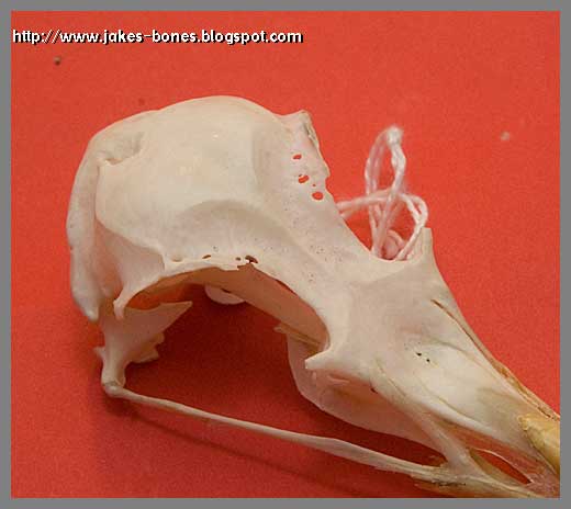 Big box of skulls #4: the bird skulls : Jake's Bones