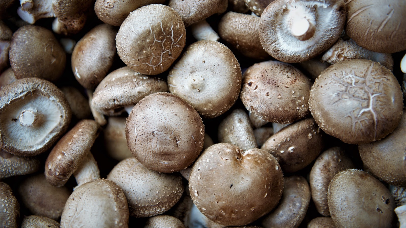 Les champignons en cuisine