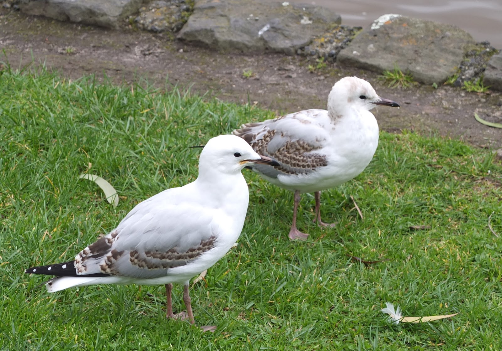A Strong Belief in Wicker: Silver Gull