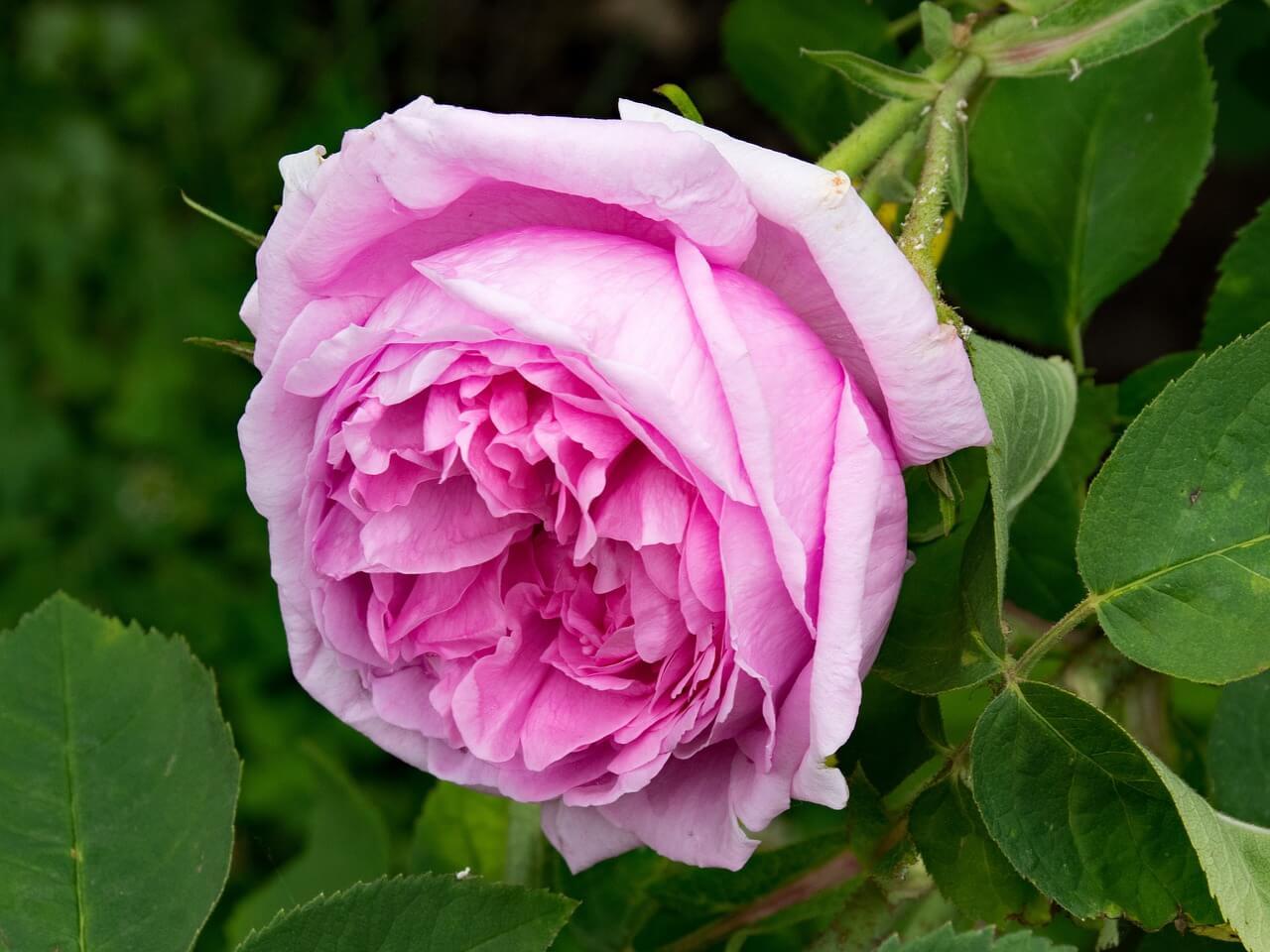 PERAWAN TUA - Jaringan Penulis Indonesia