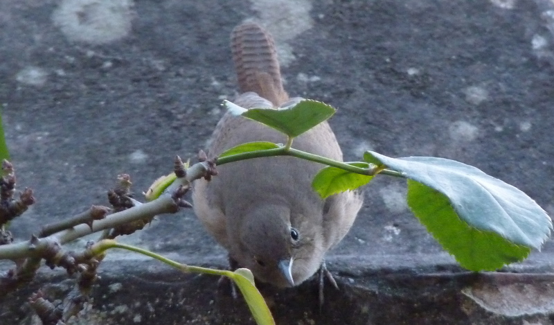 Aves del NOA y algo mas..: Ratucha