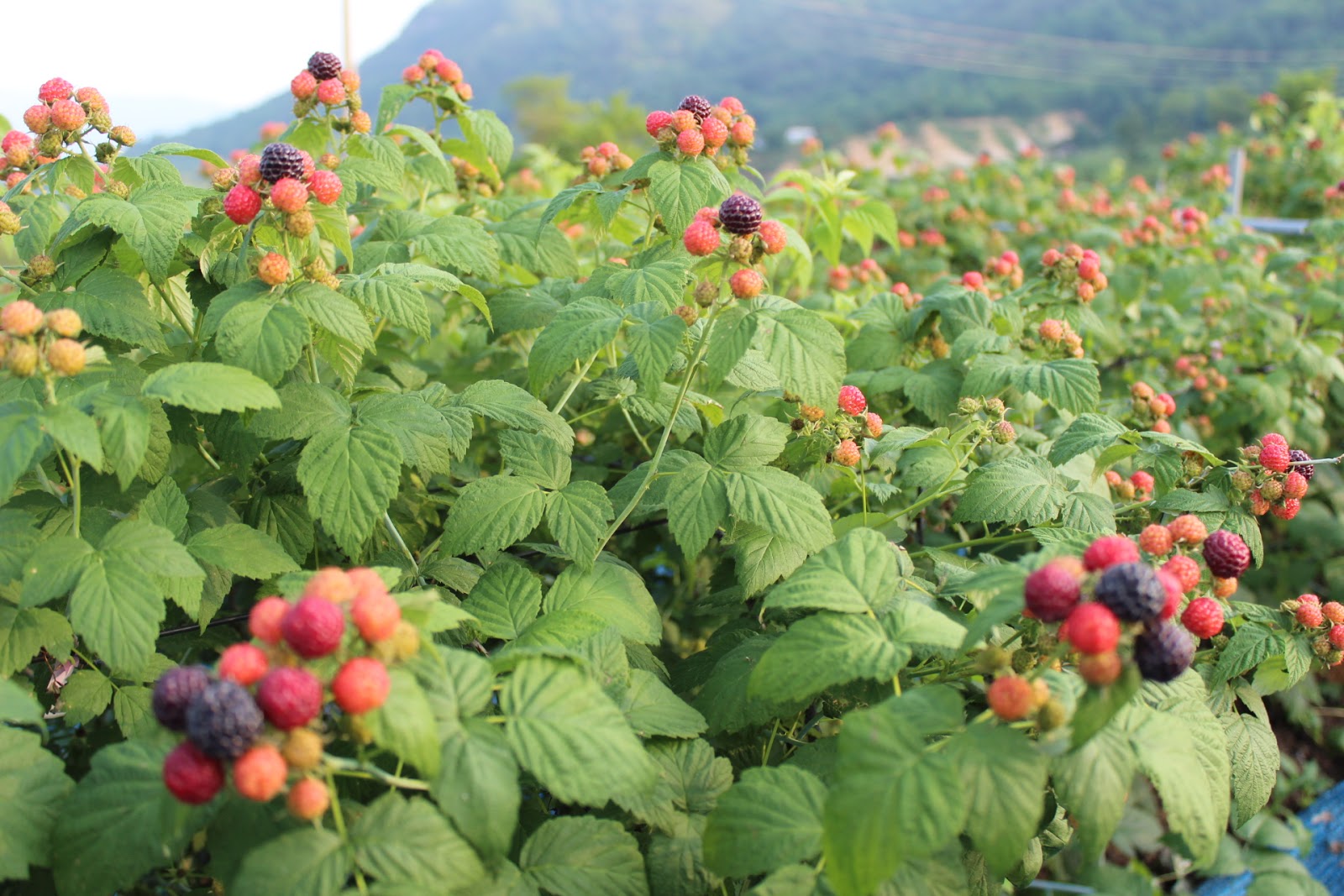 country life in S.Korea.: Rubus coreanus fruit farm