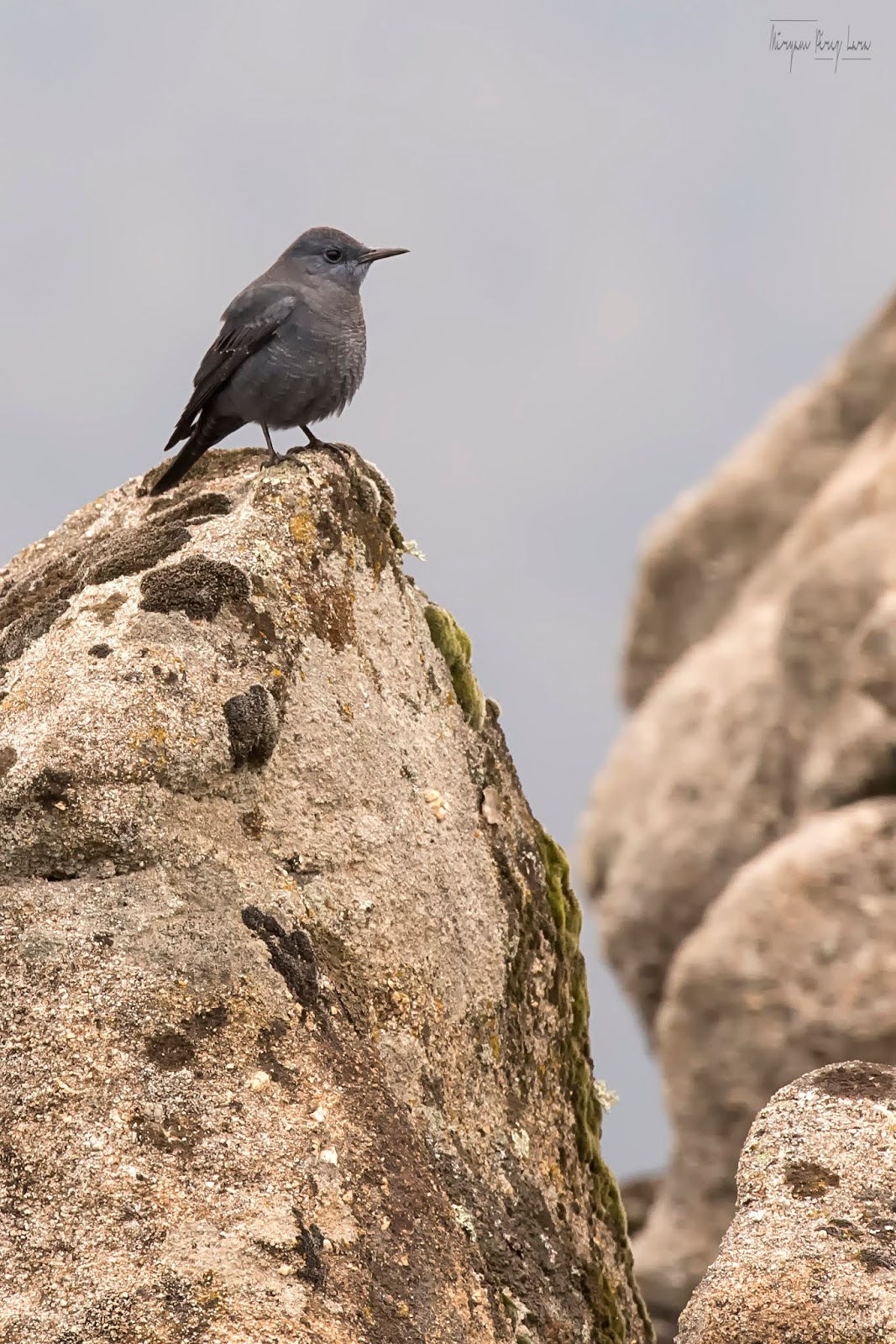 Imagen Natural: Roquero solitario
