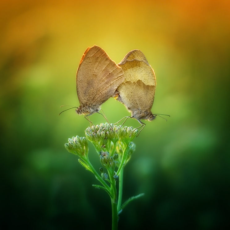 Jen Kapp's online Art Journal