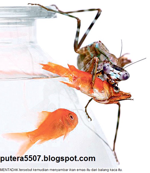 Ikan Emas Dalam Balang