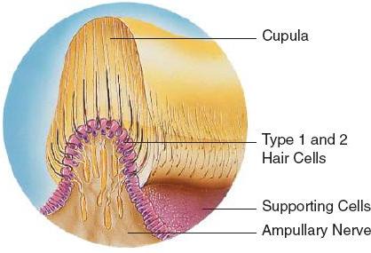 Anatomy of Inner Ear ~ Notes on NEET PG
