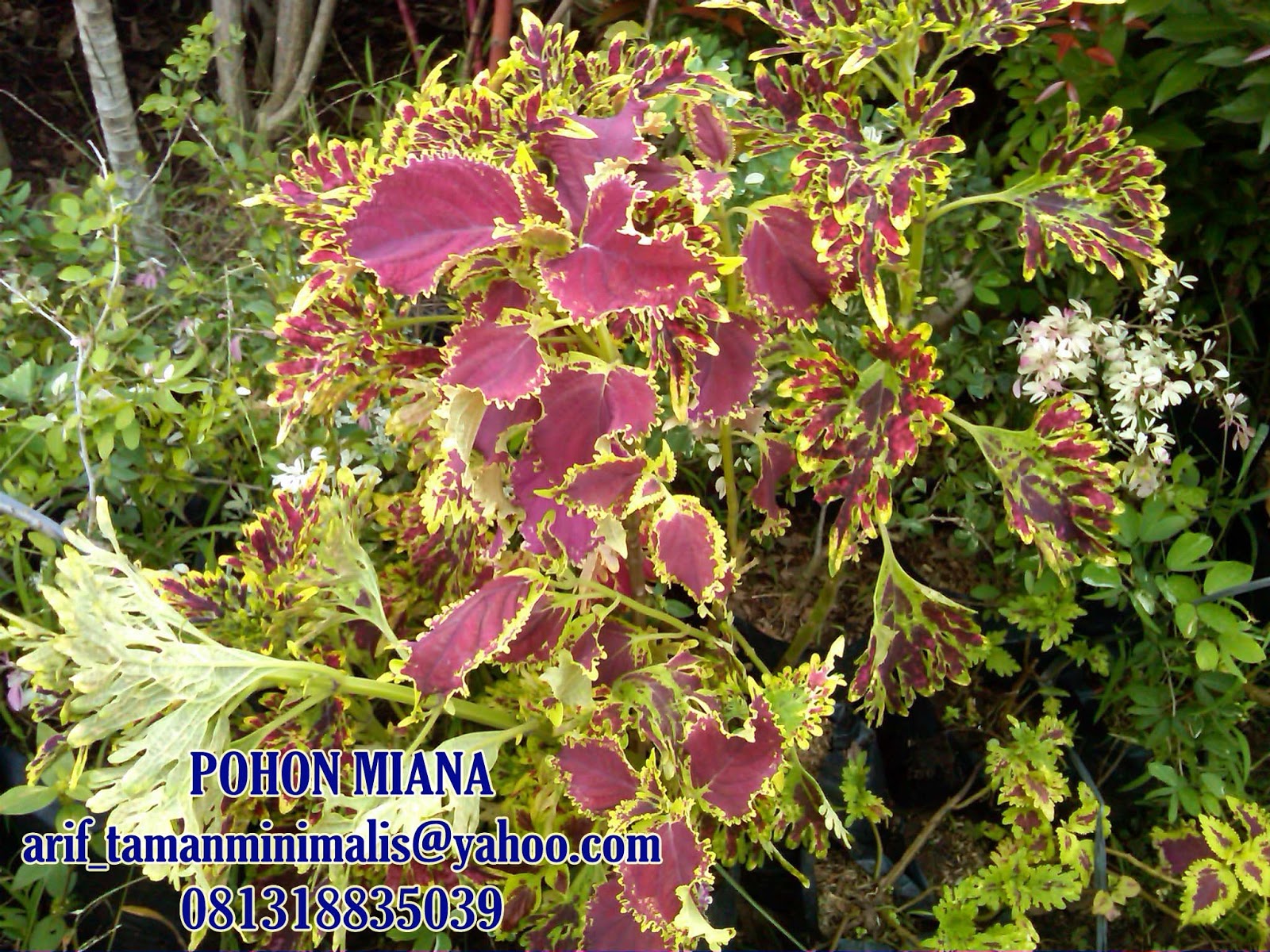 Terbaru 15+ Tanaman Hias Miana