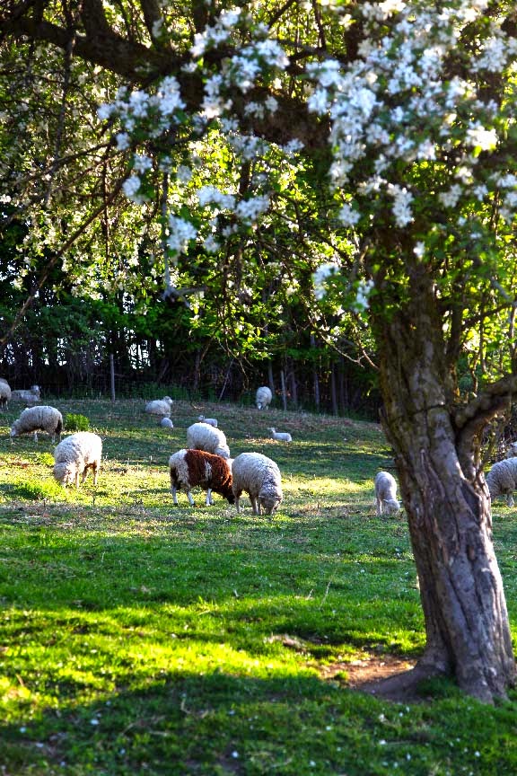 Getting Stitched on the Farm: Spring Photos from Around the Farm