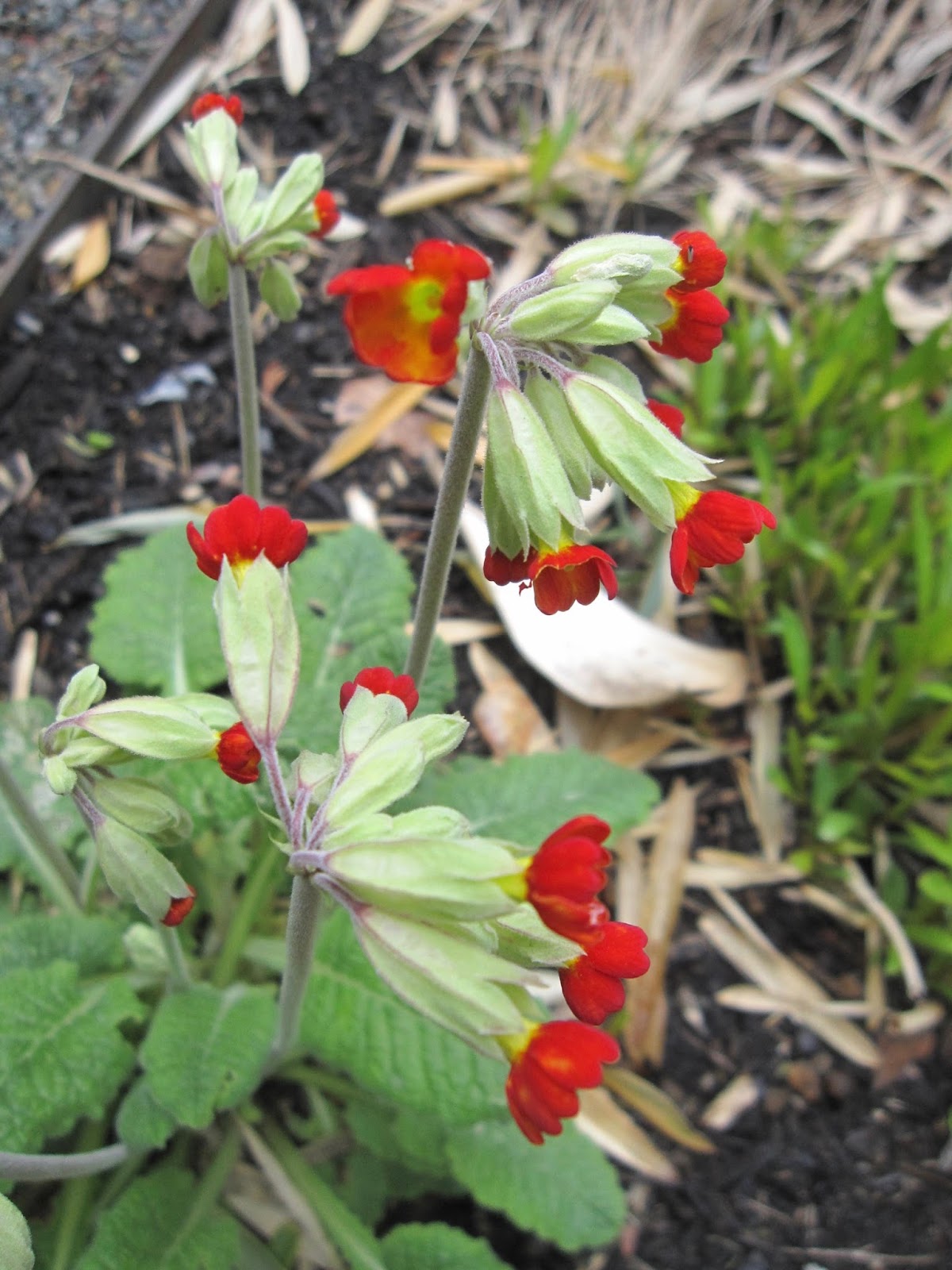 MulchMaid: Garden bloggers Bloom Day - April 2018