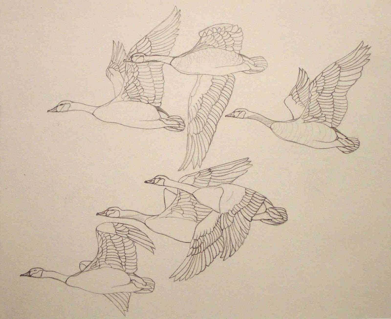 Time Spent Making Art: PAINTING & DRAWING WATERFOWL