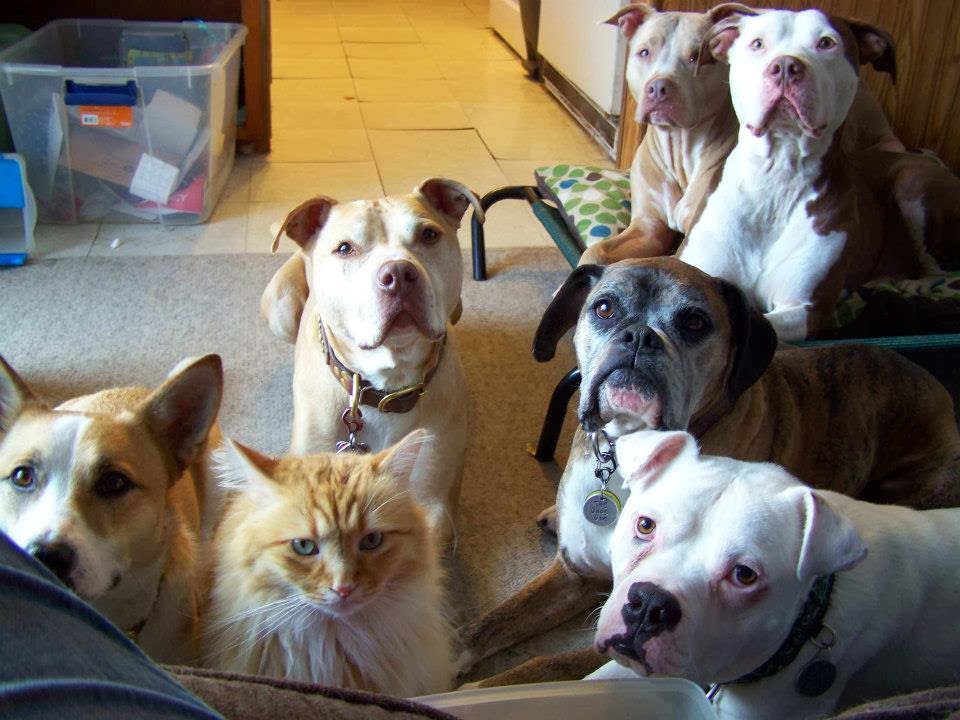 Rollin' With Rubi: Dog/Dog Resource Guarding, Part Two: Structure and ...